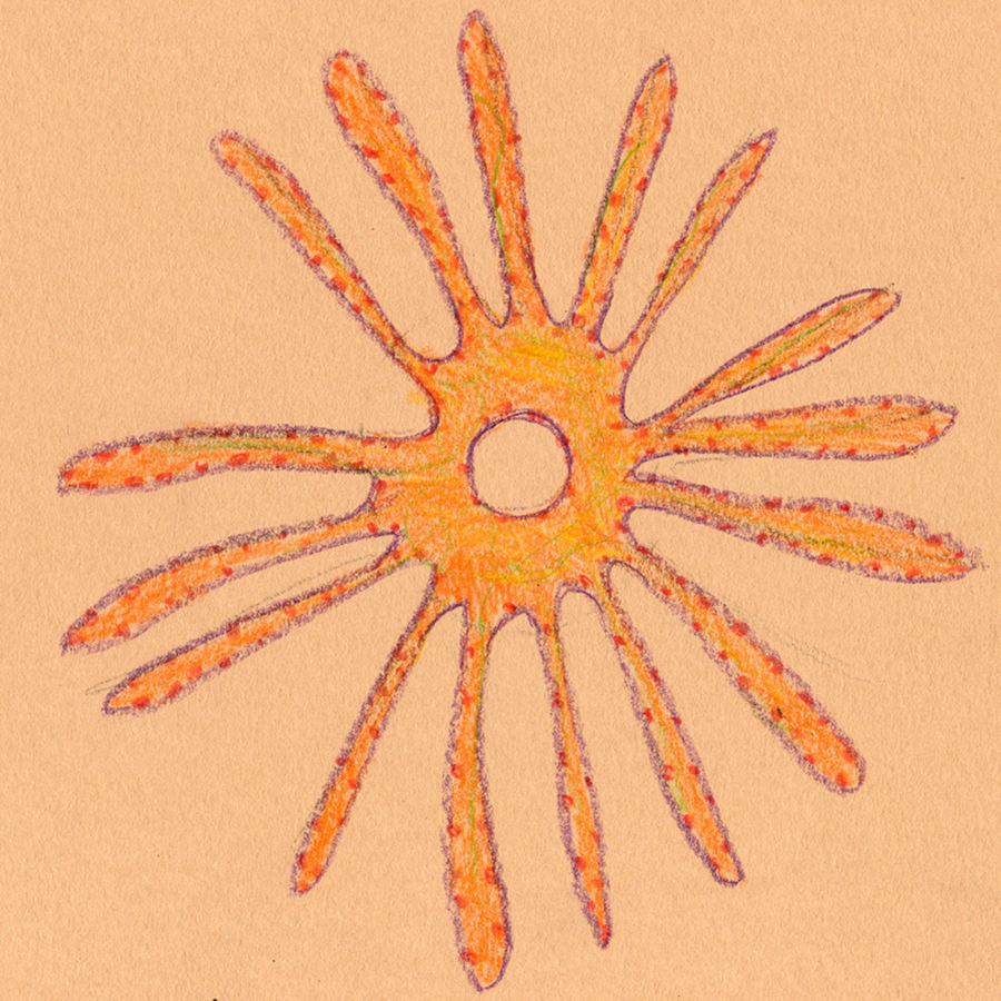 Where are the star-shaped bacteria? – The Eighteenth Elephant