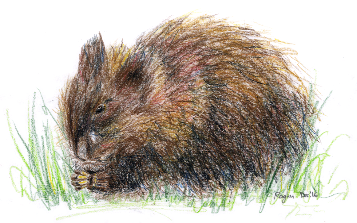 Muskrats, Arts and Crafts – The Eighteenth Elephant