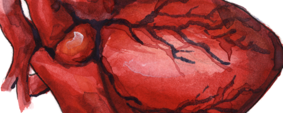 Why is your heart on your left side? (Or is it?) — What is biophysics ...
